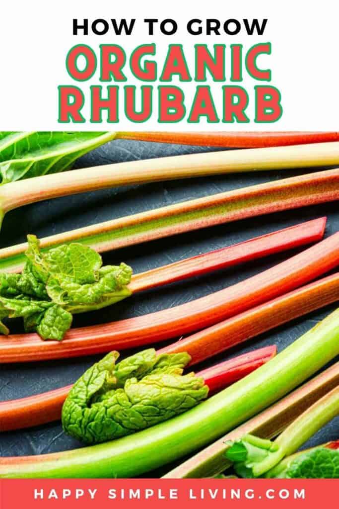 How to Grow Organic Rhubarb - Happy Simple Living
