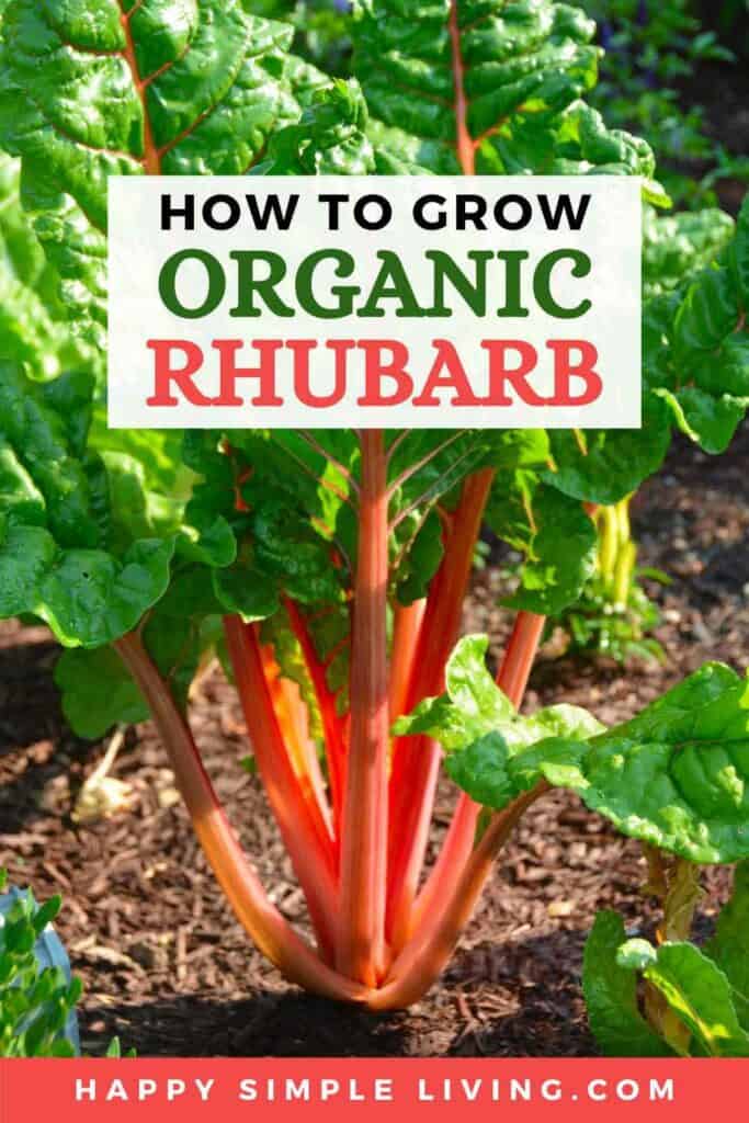 How to Grow Organic Rhubarb - Happy Simple Living
